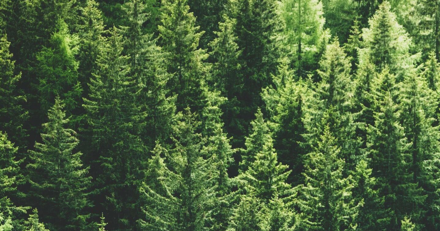 Choose Hume Pine Timber Cladding & Custom Profiles | Learn More